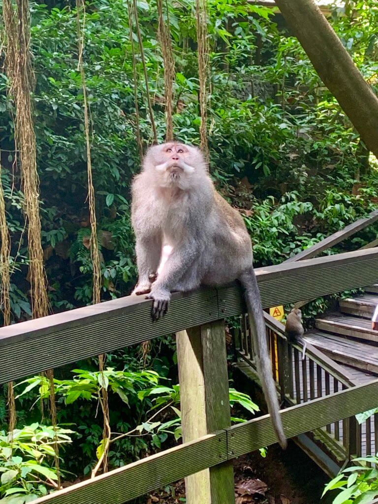 Two Weeks in Bali - Luxury For Cheap - The Nomadic Fitzpatricks